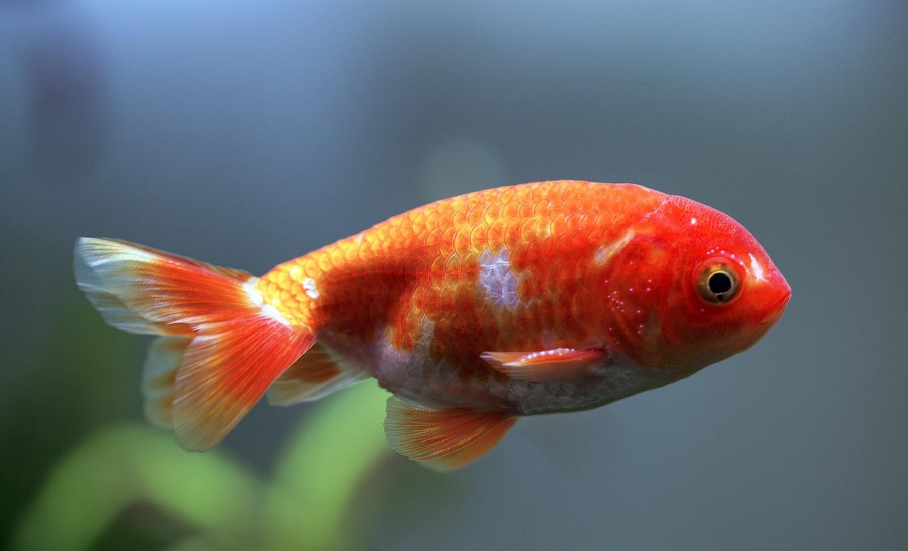 Carassius auratus auratus (Linnaeus, 1758)